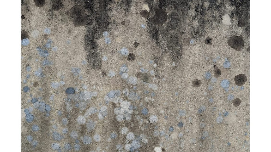 IICRC Launches Mold Uncovered Campaign | Restoration & Remediation Magazine