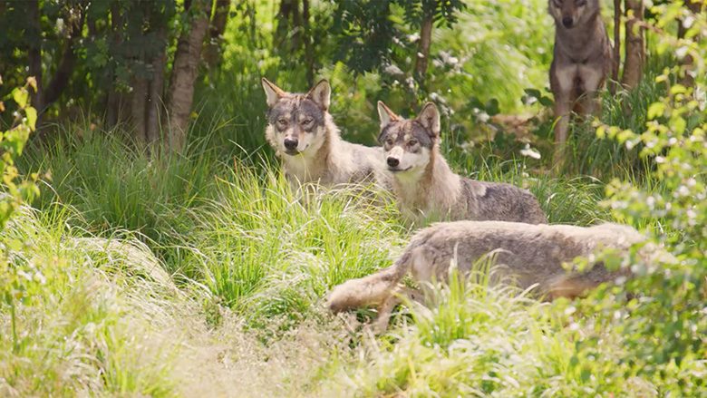 The Strength of the Pack is the Wolf | Restoration & Remediation Magazine