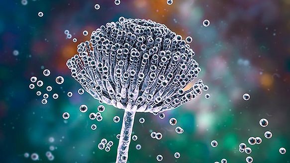 New ANSI/IICRC S520 Standard for Professional Mold Remediation ...