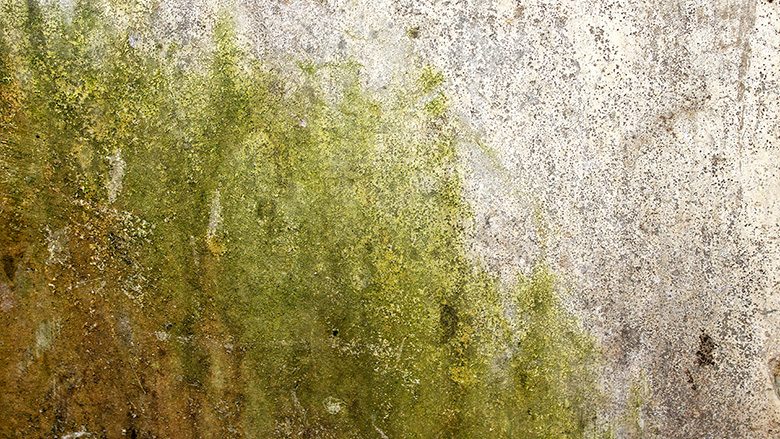Zero Tolerance for Toxic Molds: Essential Steps for Successful ...