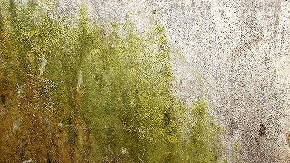 New ANSI/IICRC S520 Standard for Professional Mold Remediation ...